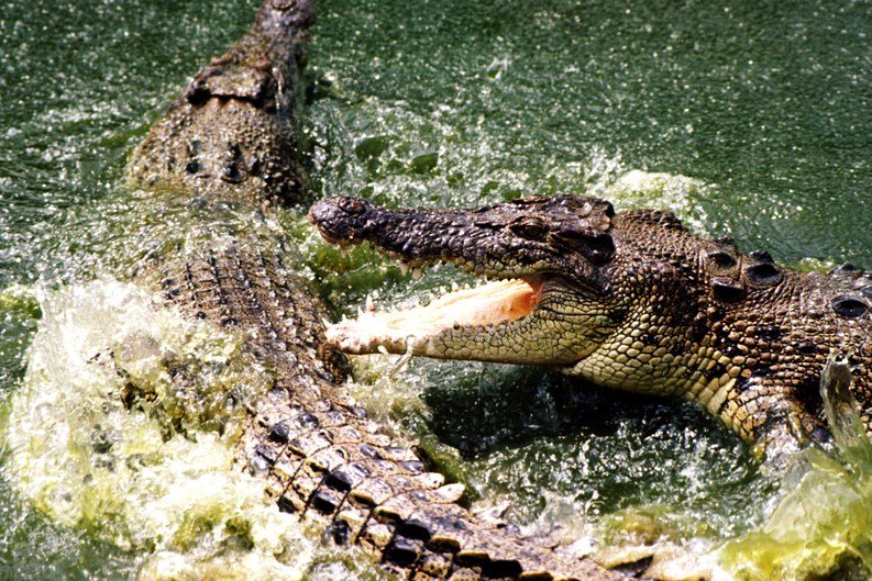 Litchfield & Jumping Crocs - Kakadu Tours & Travel